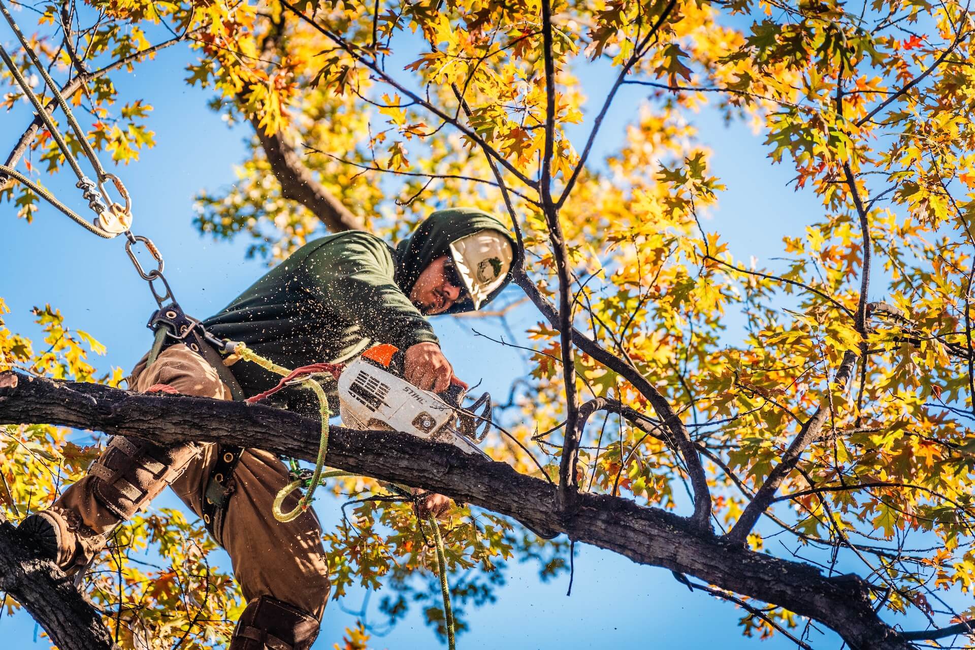 Oklahoma City Tree Care Company | Commercial & Residential Services